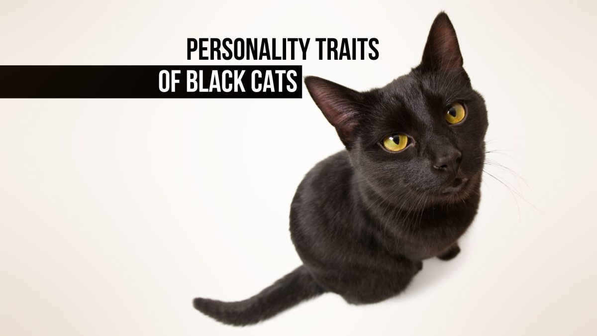 5 Irresistible Personality Traits Of Black Cats