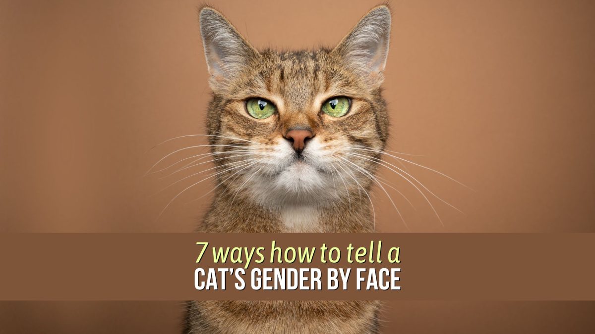 7 Ways How To Tell A Cat’s Gender By Face