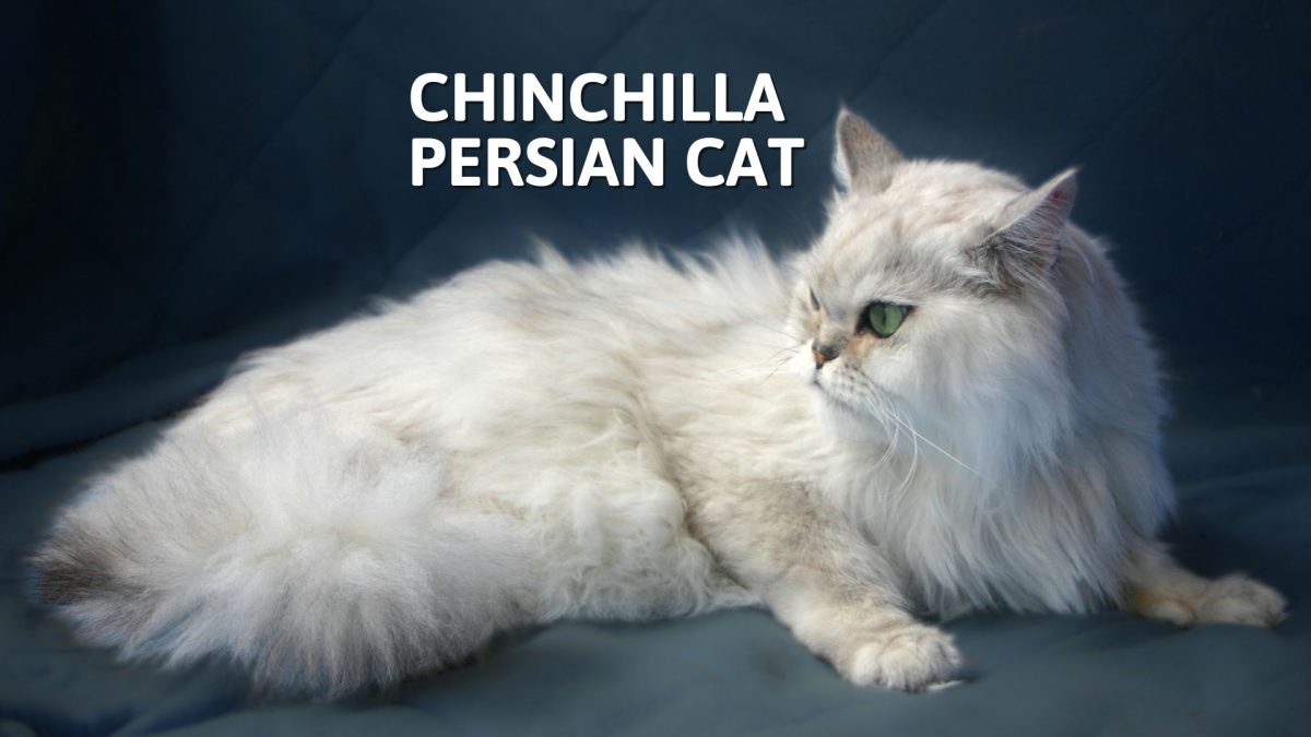 A Guide To The Charming Chinchilla Persian Cat