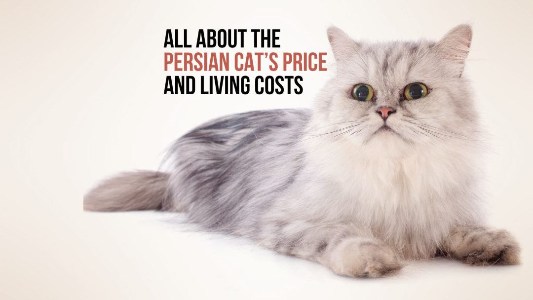 All About The Persian Cat’s Price And Living Costs