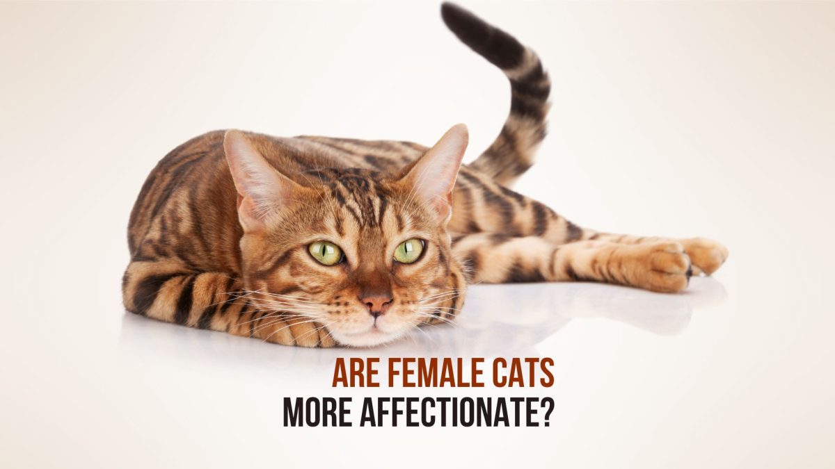 Are Female Cats More Affectionate Than Males?