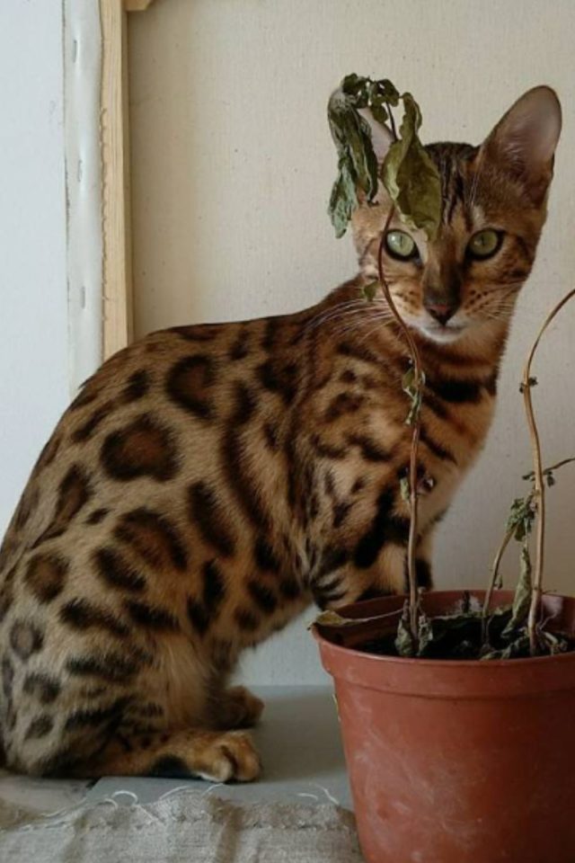 7 Types Of Bengal Cats, All Beautiful In Their Own Way