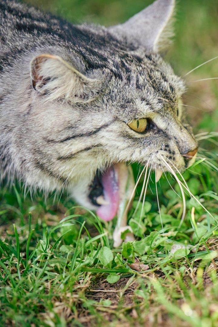 5 Reasons Why Is Your Cat Vomiting After Every Meal