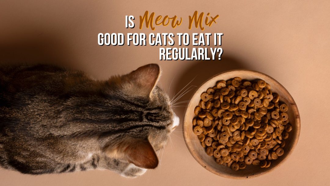 Is Meow Mix Good For Cats To Eat It Regularly?