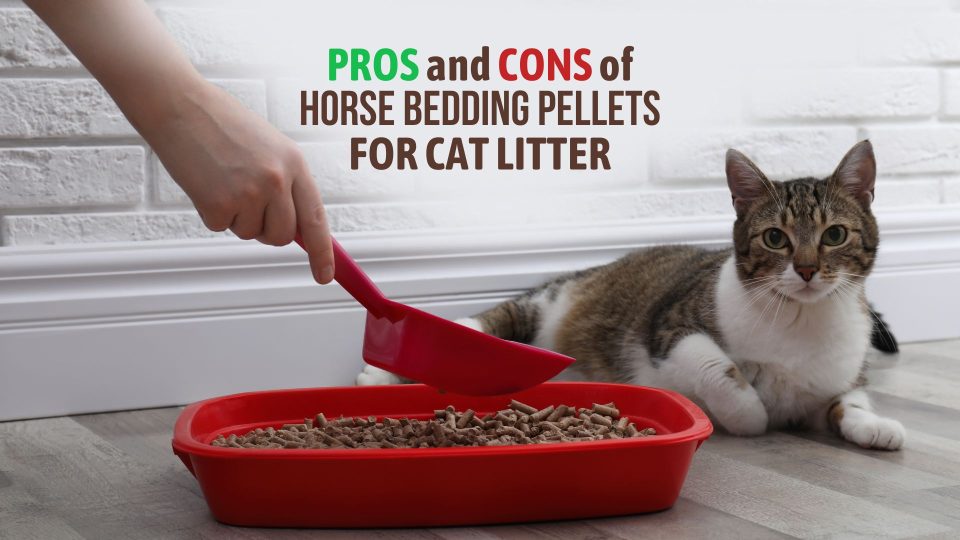 Pros And Cons Of Horse Bedding Pellets For Cat Litter