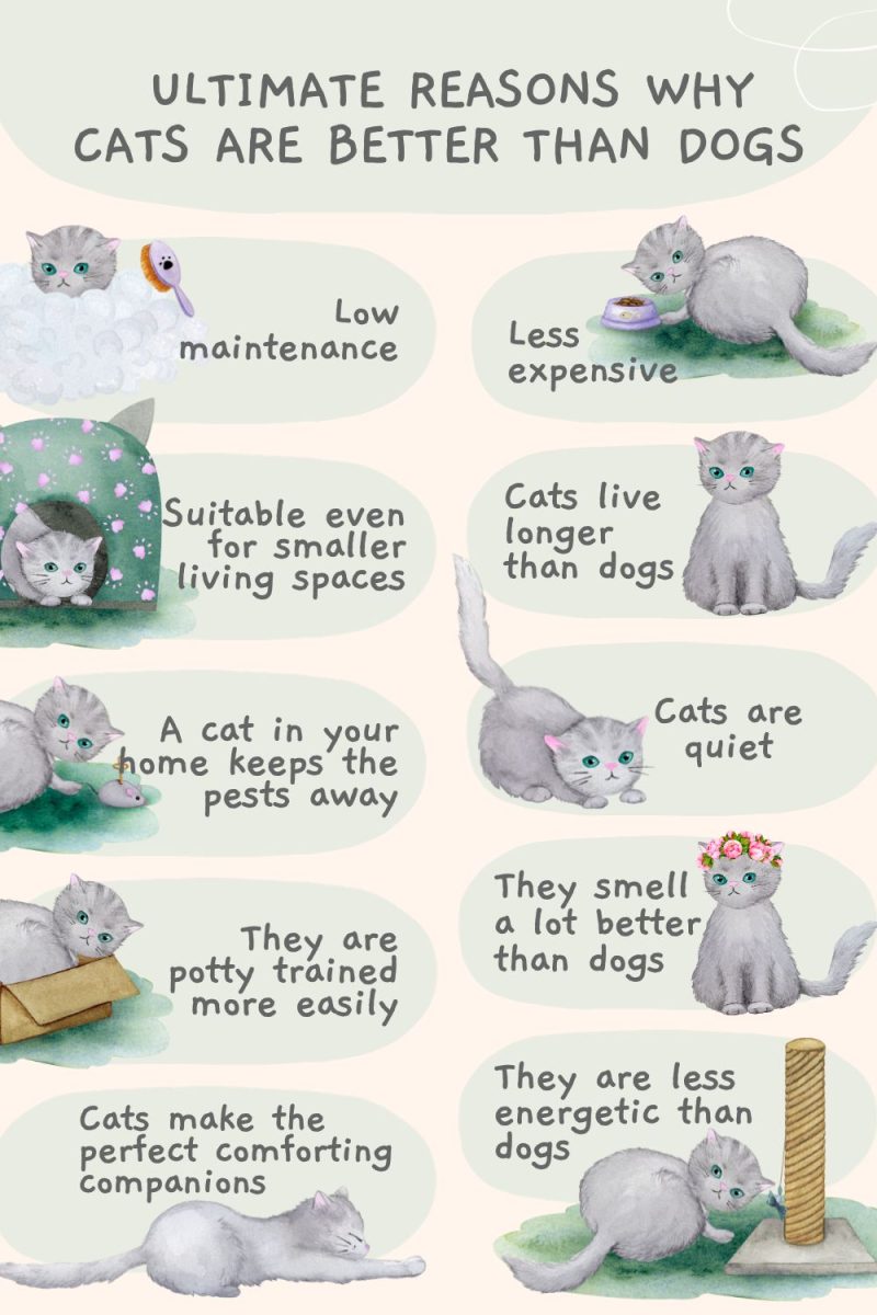 11 Ultimate Reasons Why Cats Are Better Than Dogs