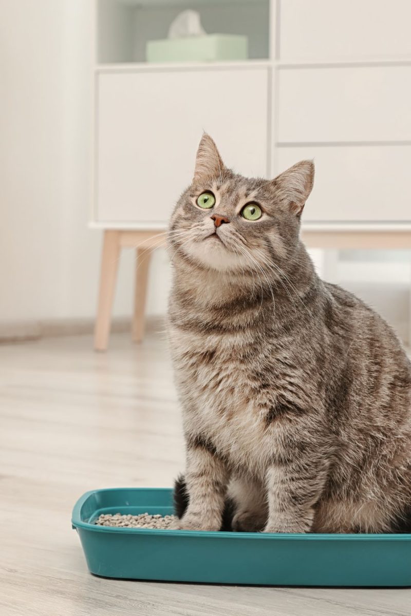9 Great Alternatives To Cat Litter