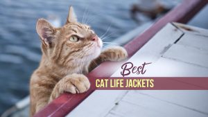 7 Best Cat Life Jackets To Keep Your Feline Friend Safe