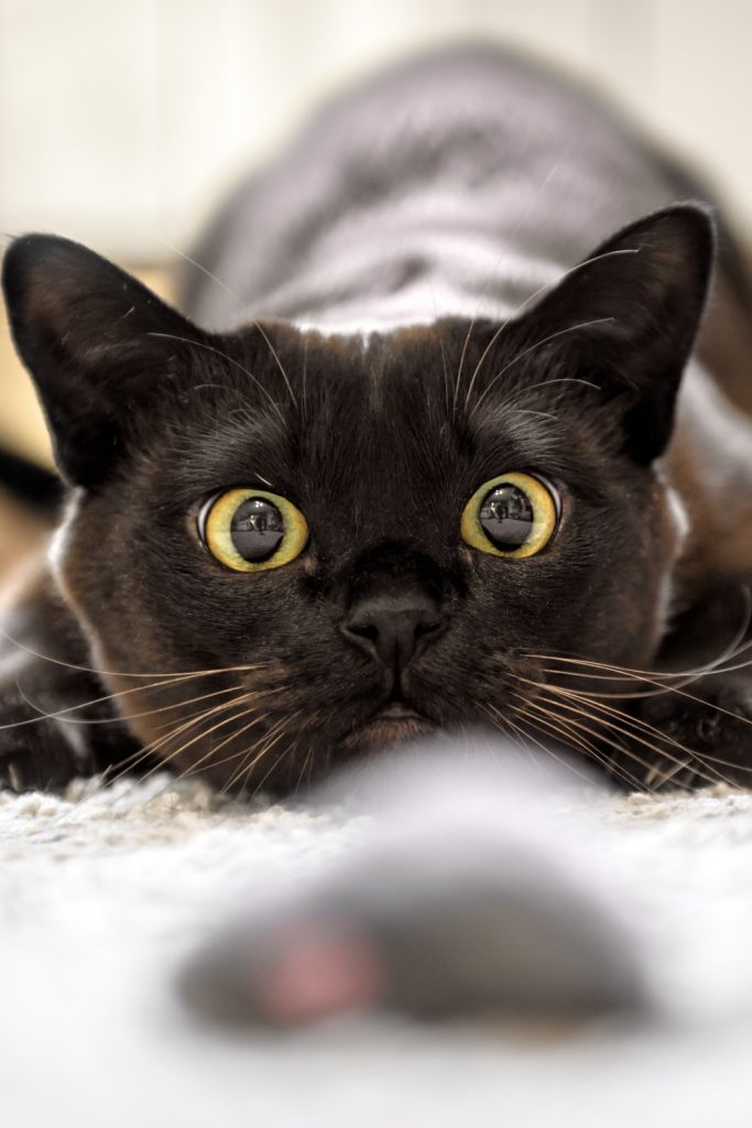 7 Ways How To Tell A Cat’s Gender By Face