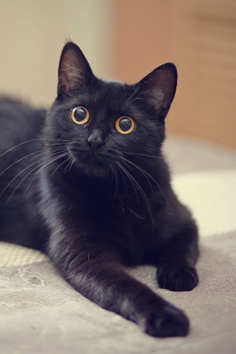 5 Irresistible Personality Traits Of Black Cats