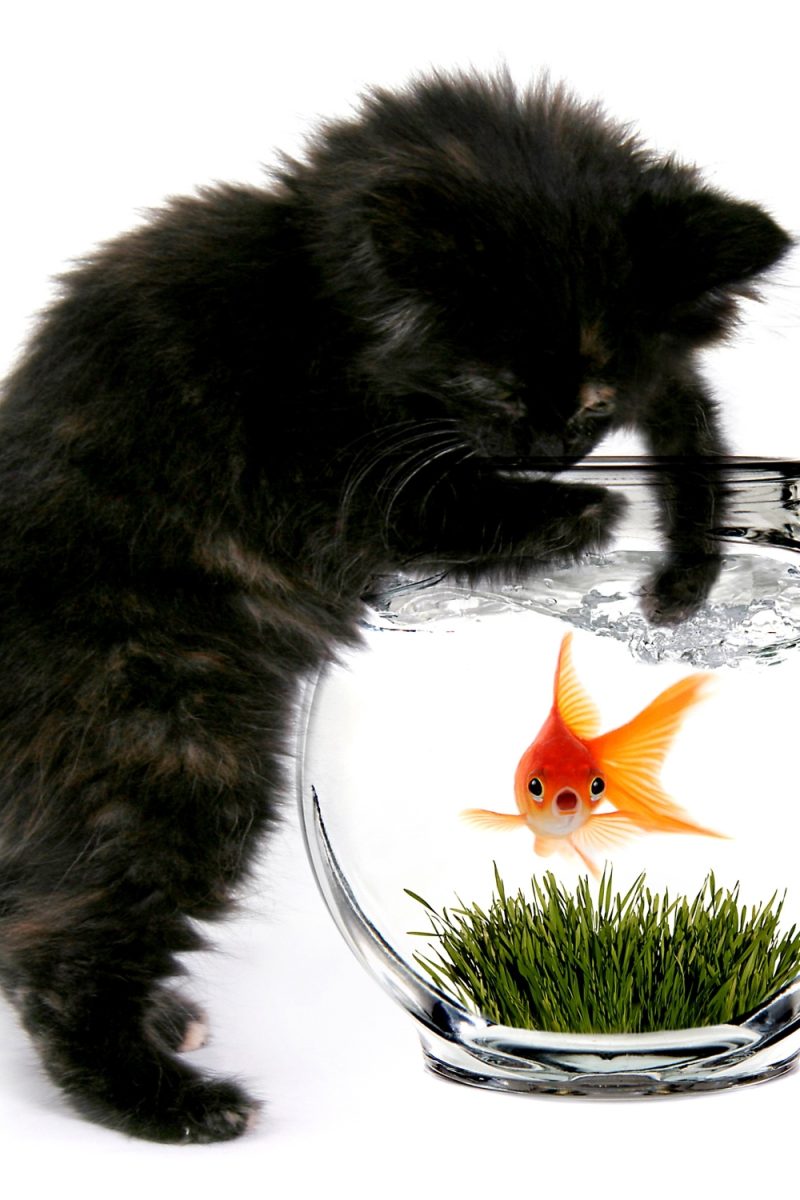 5 Irresistible Personality Traits Of Black Cats