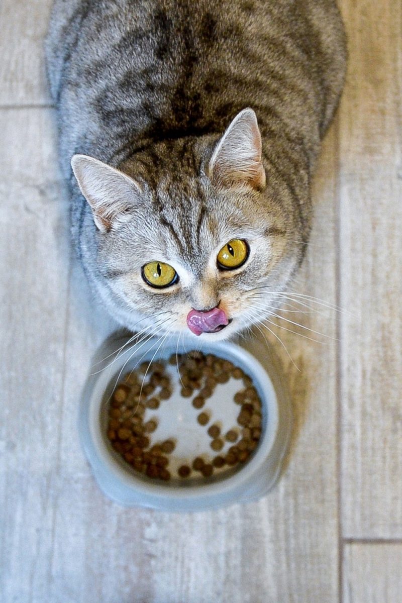 Is Meow Mix Good For Cats To Eat It Regularly?