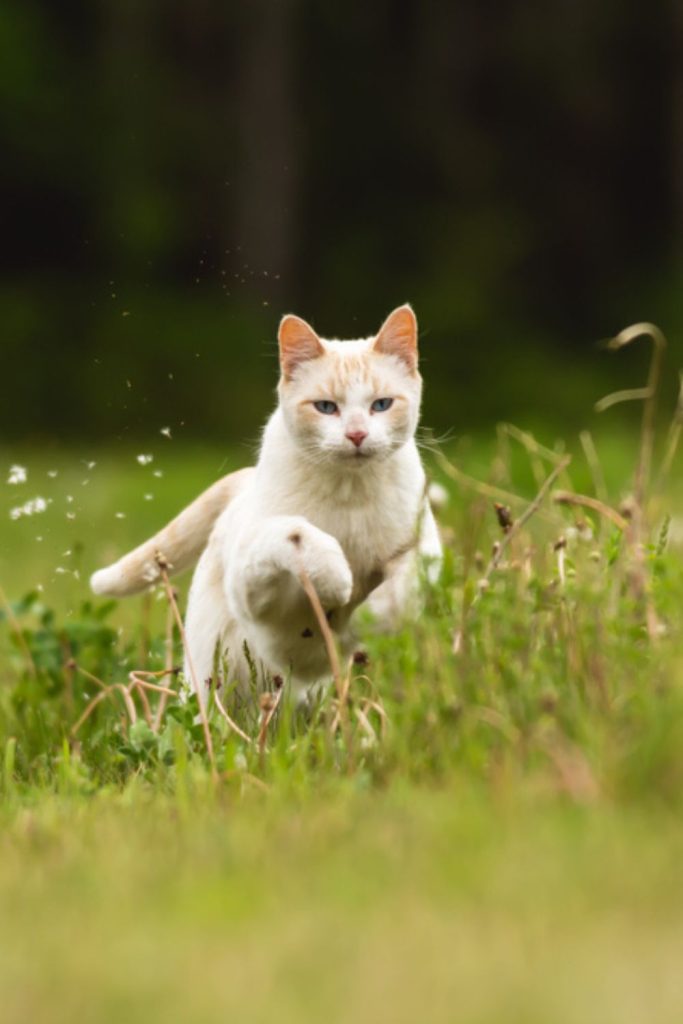 How Fast Can A Domestic Cat Run?