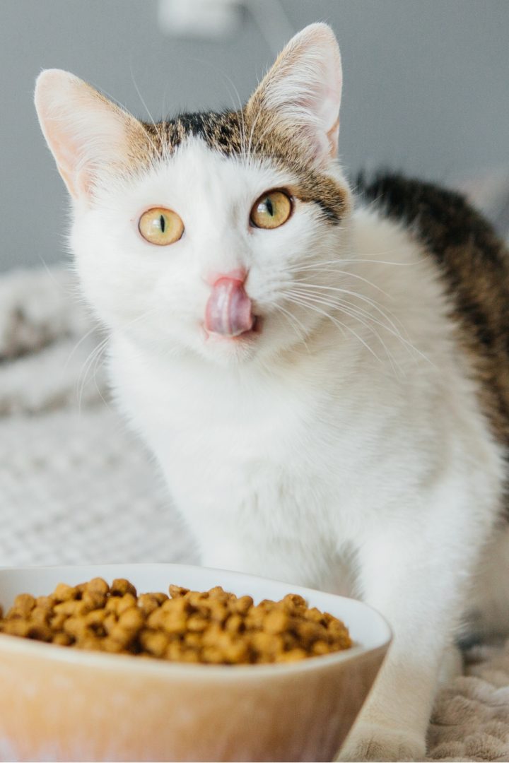 Is Meow Mix Good For Cats To Eat It Regularly?