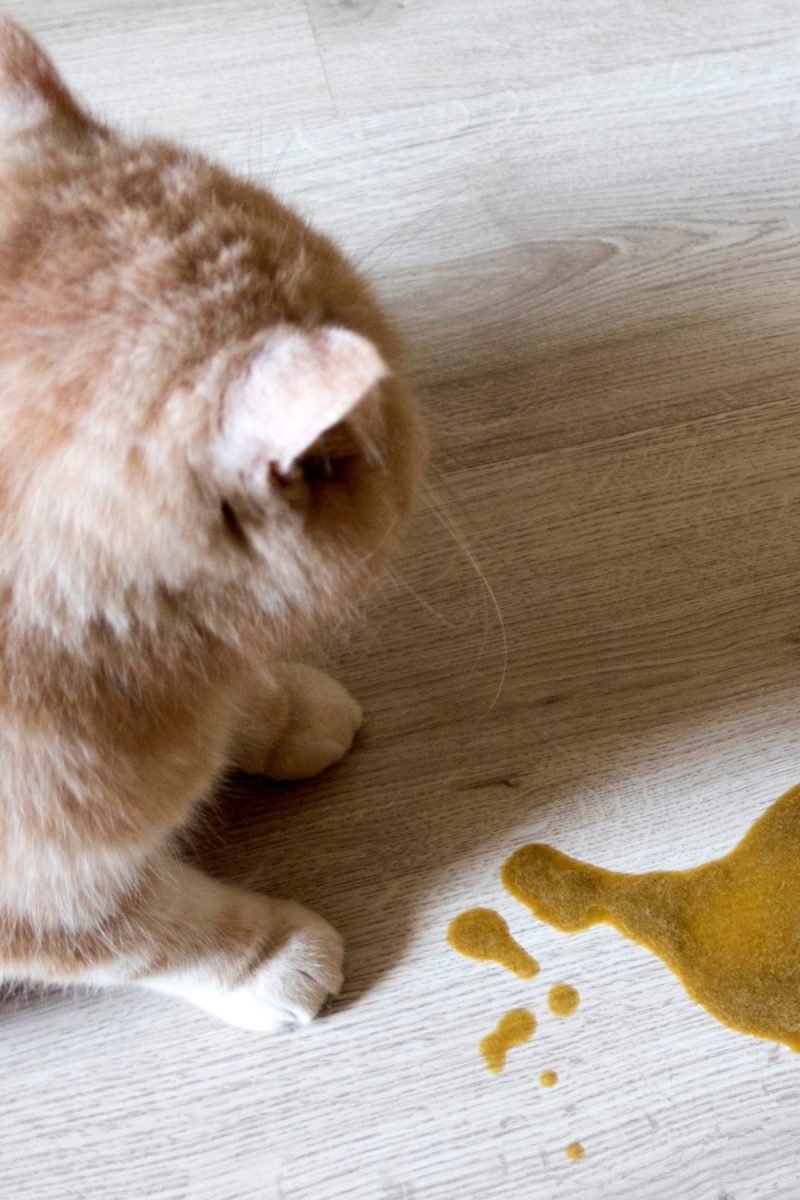 5 Reasons Why Is Your Cat Vomiting After Every Meal