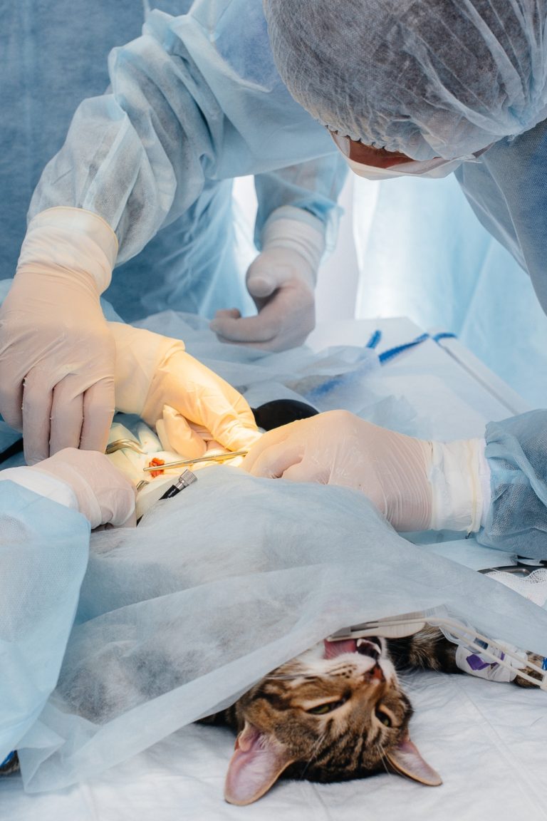 All About The Cat Abortion Cost And Care Requirements