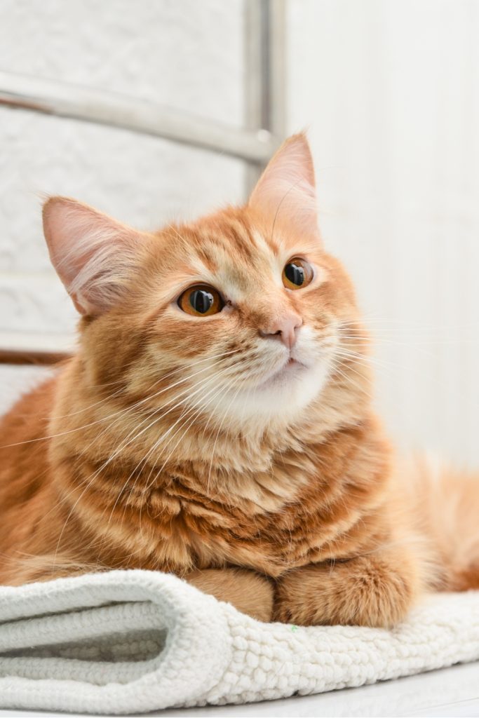 7 Ways How To Tell A Cat’s Gender By Face