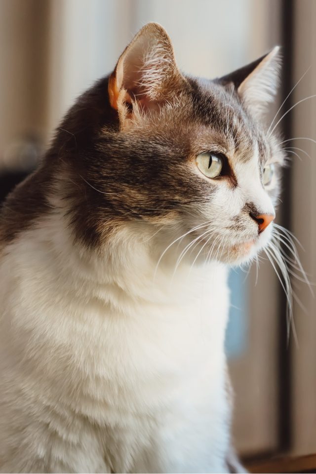 7 Ways How To Tell A Cat’s Gender By Face