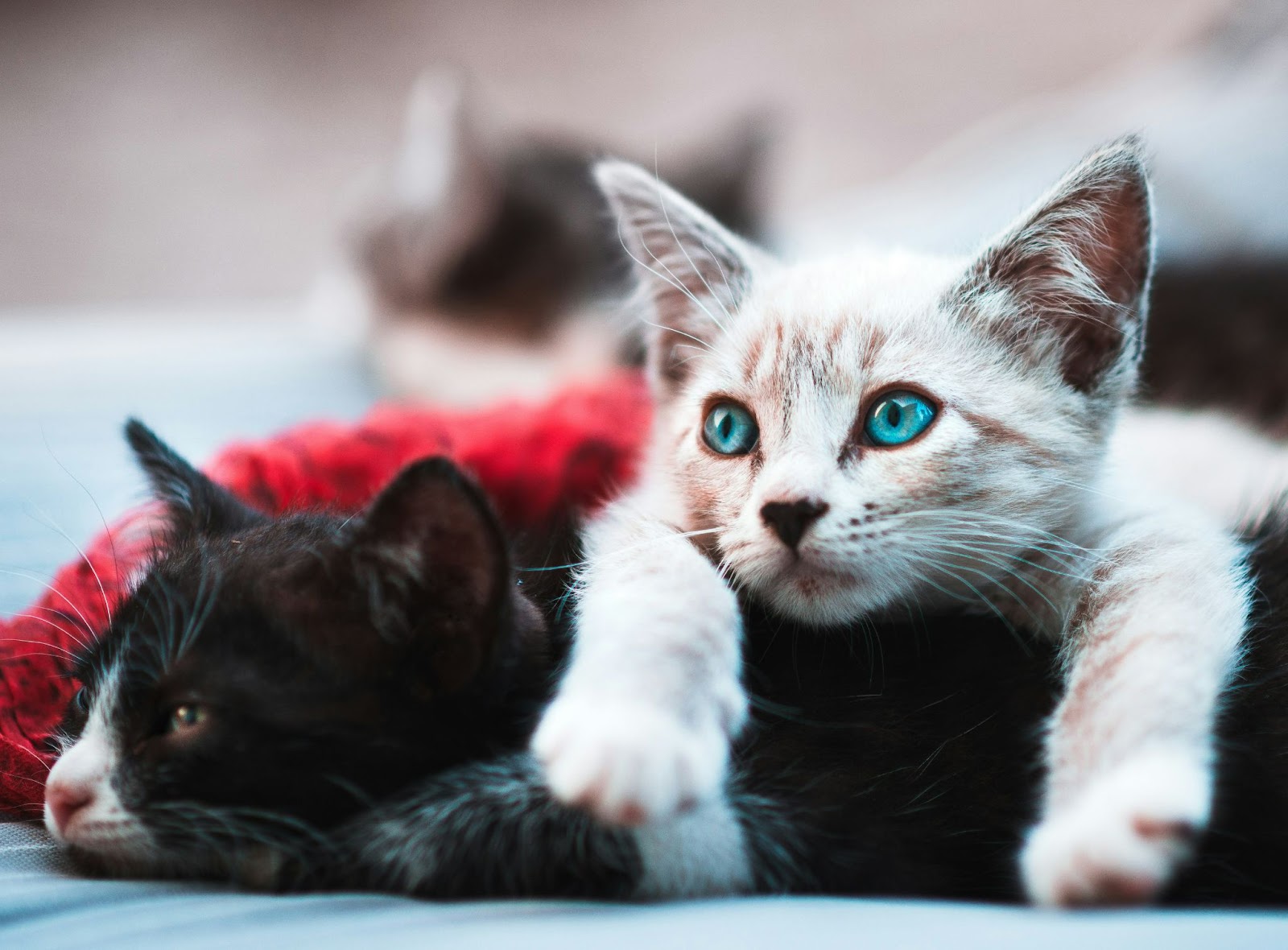 7 Ways How To Tell A Cat’s Gender By Face