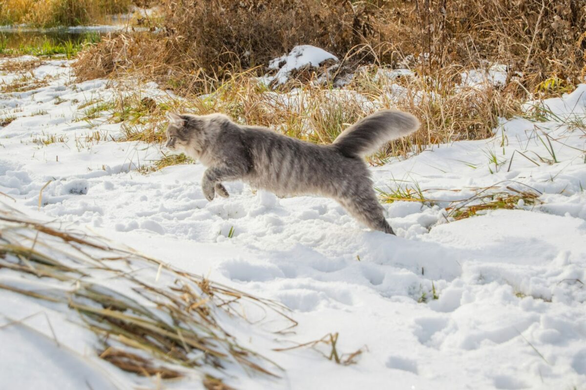 How Fast Can A Domestic Cat Run?