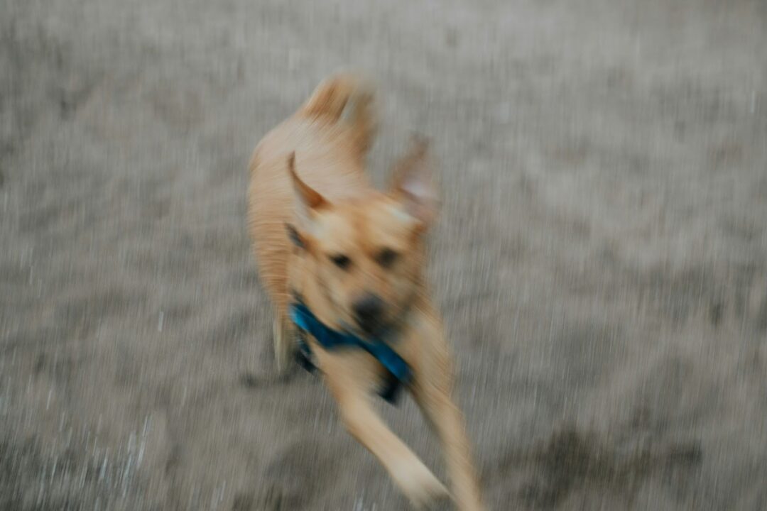 How Fast Can A Domestic Cat Run?