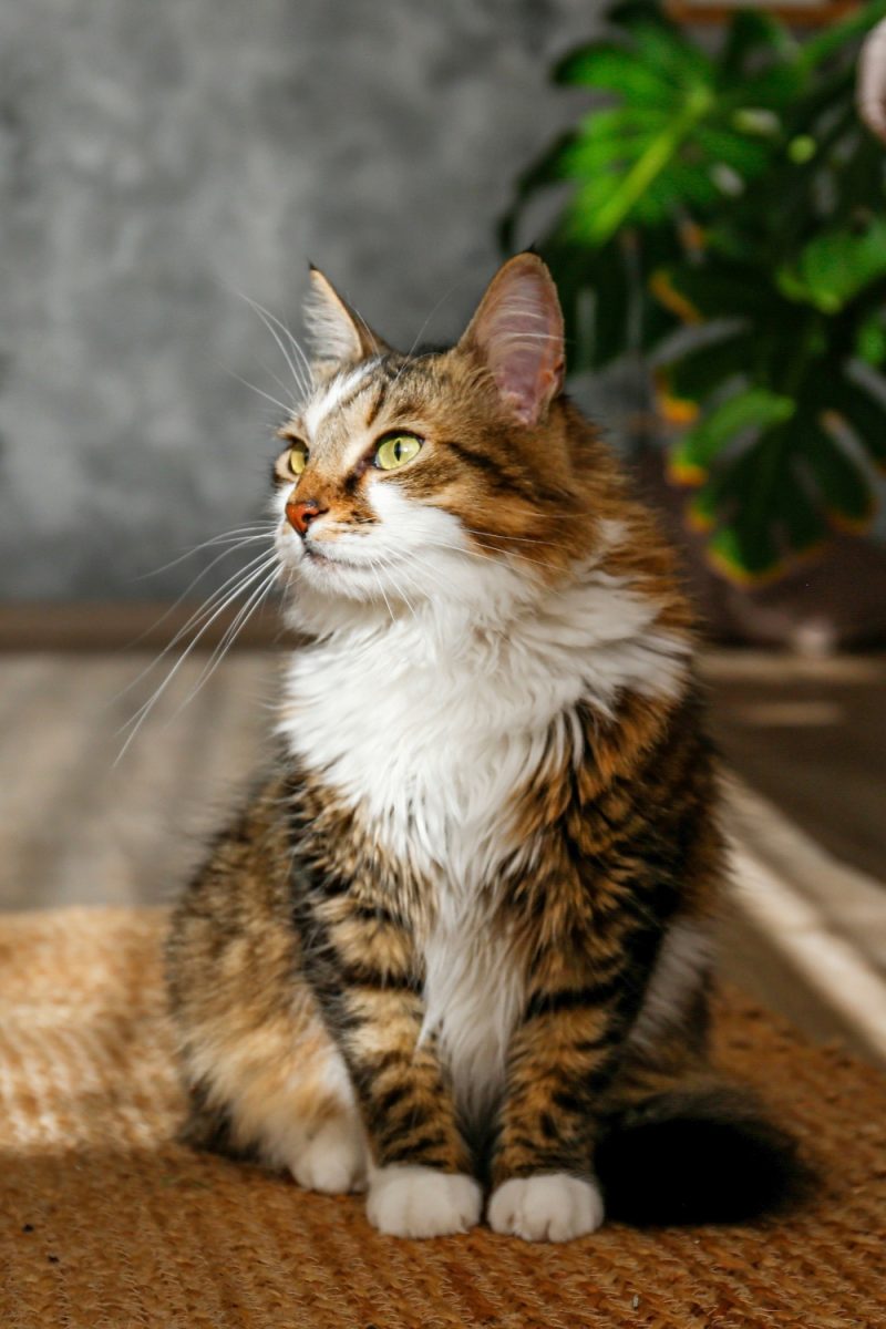 7 Ways How To Tell A Cat’s Gender By Face