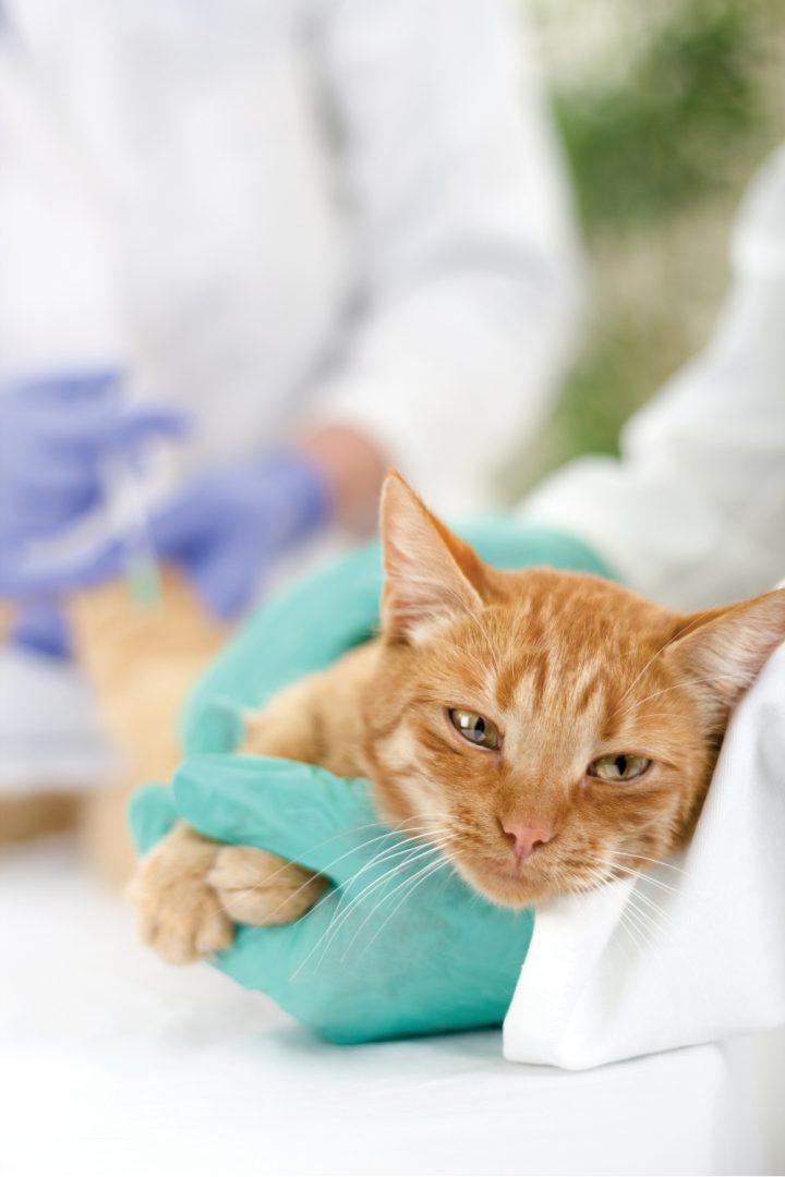 Are Lemon Trees Toxic To Cats?