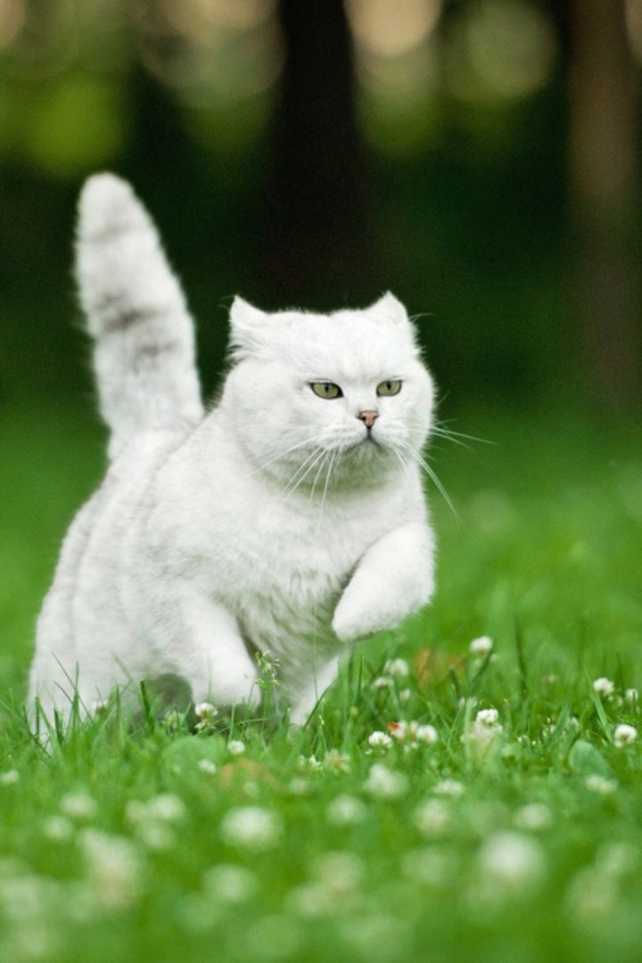 How Fast Can A Domestic Cat Run?